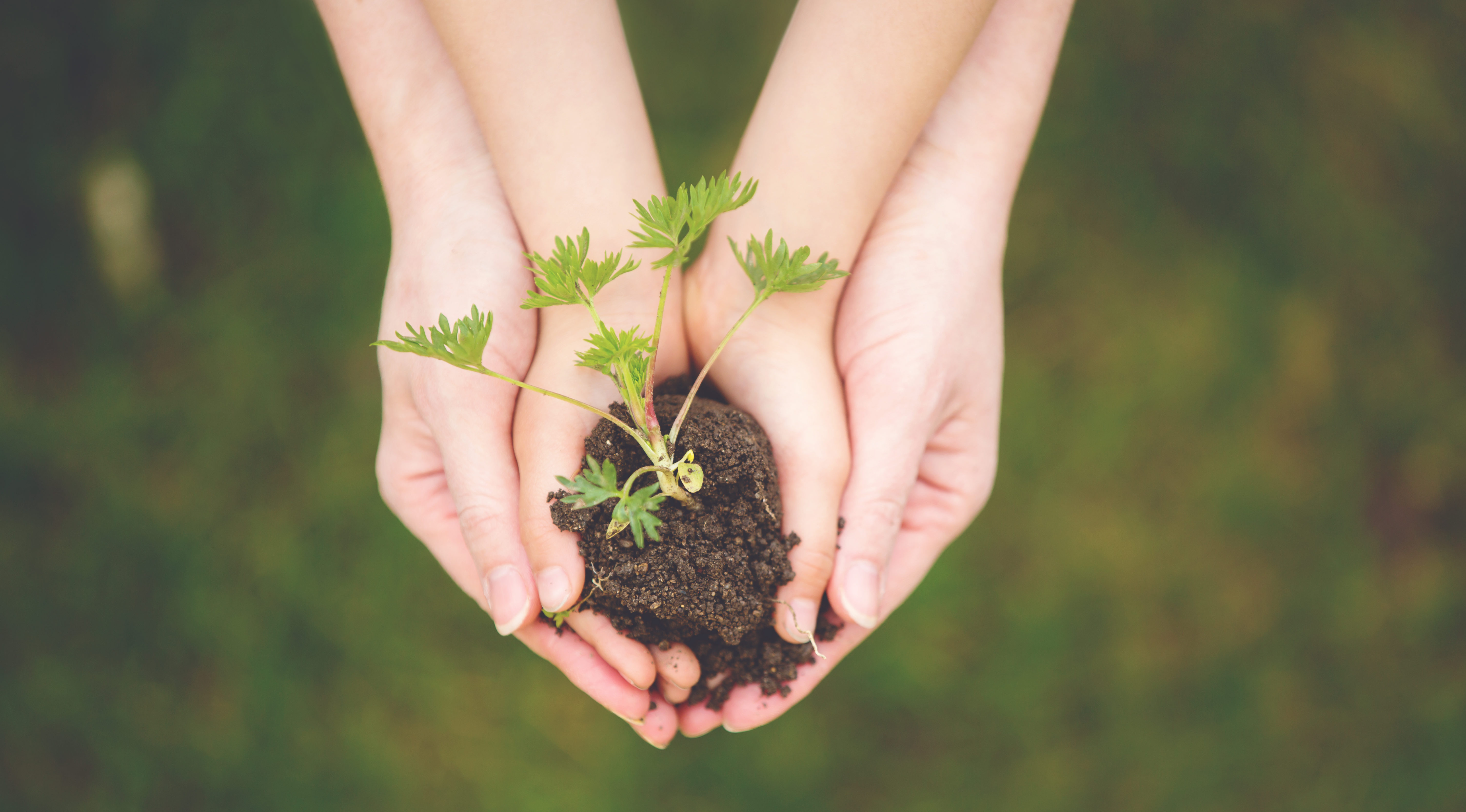 MEGlobal | Verification